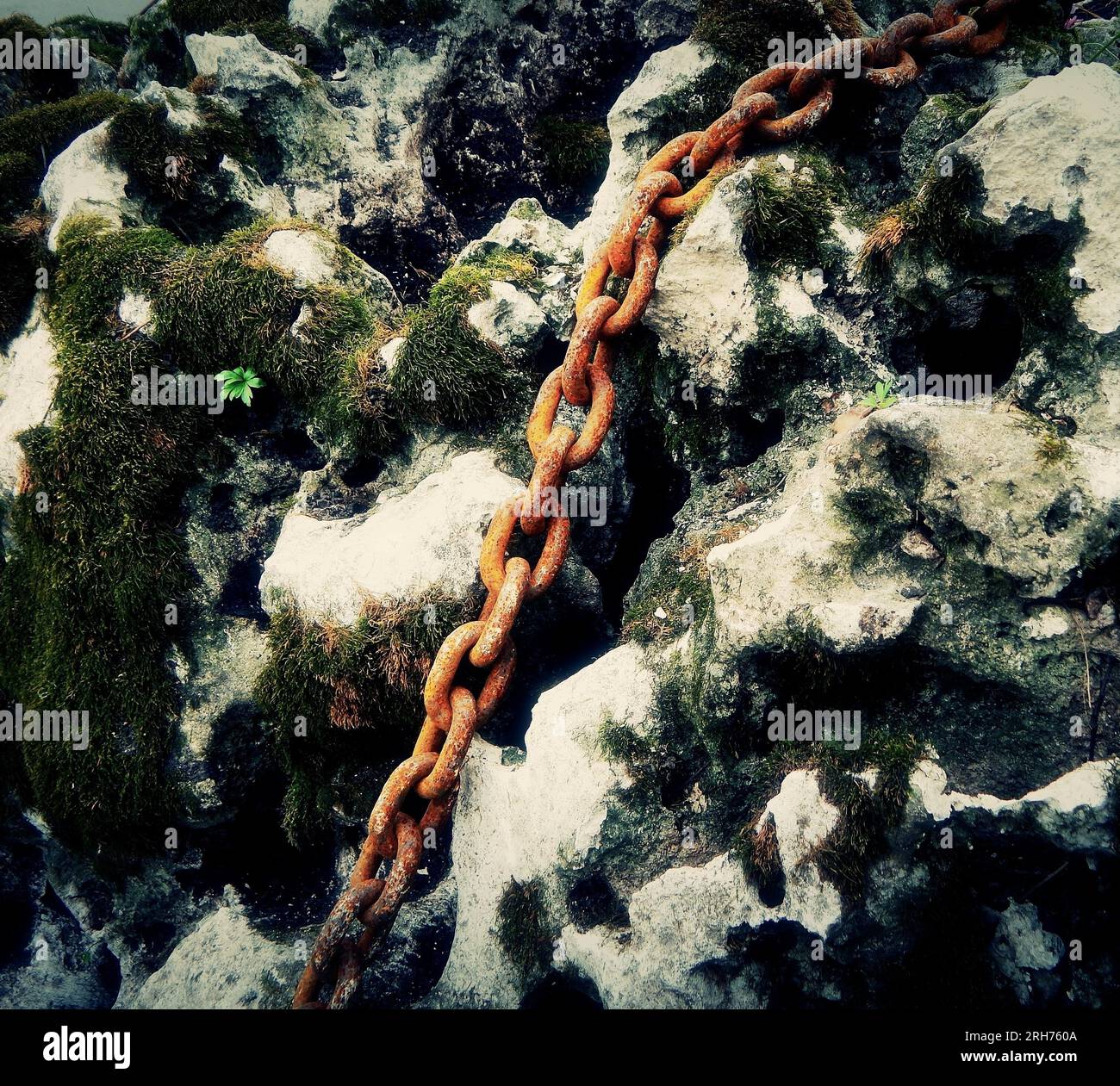 Mossy coral hi-res stock photography and images - Alamy