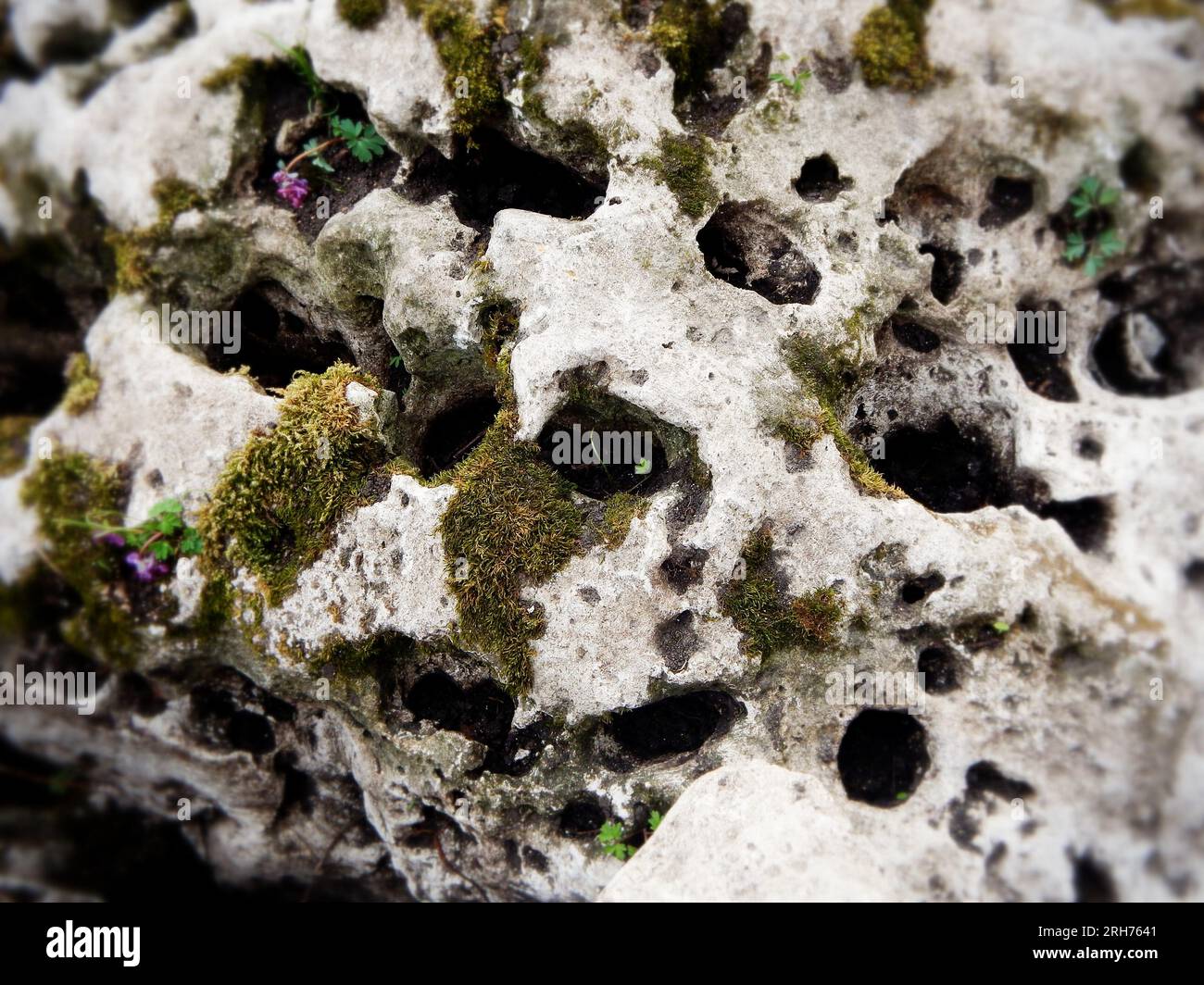 Old Reef Stone With Moss Texture Background Stock Photo - Alamy