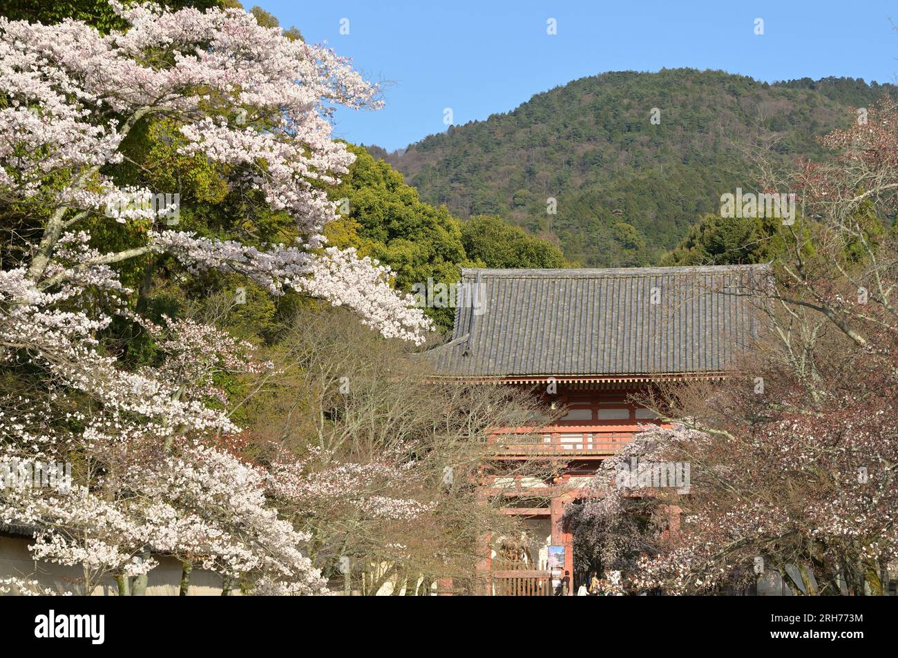 Yakushi spring hi-res stock photography and images - Alamy