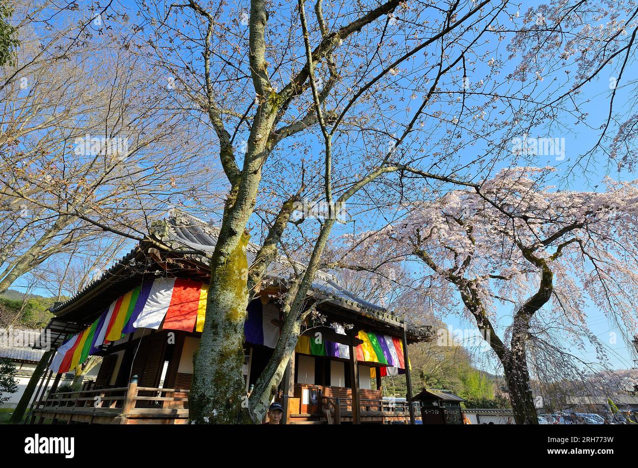 The beauty of cherry blossoms in spring at the Daigo Ji temple, Kyoto ...