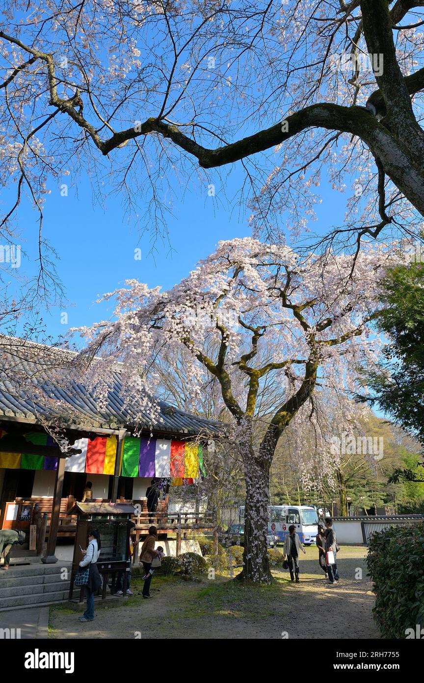 Yakushi spring hi-res stock photography and images - Alamy