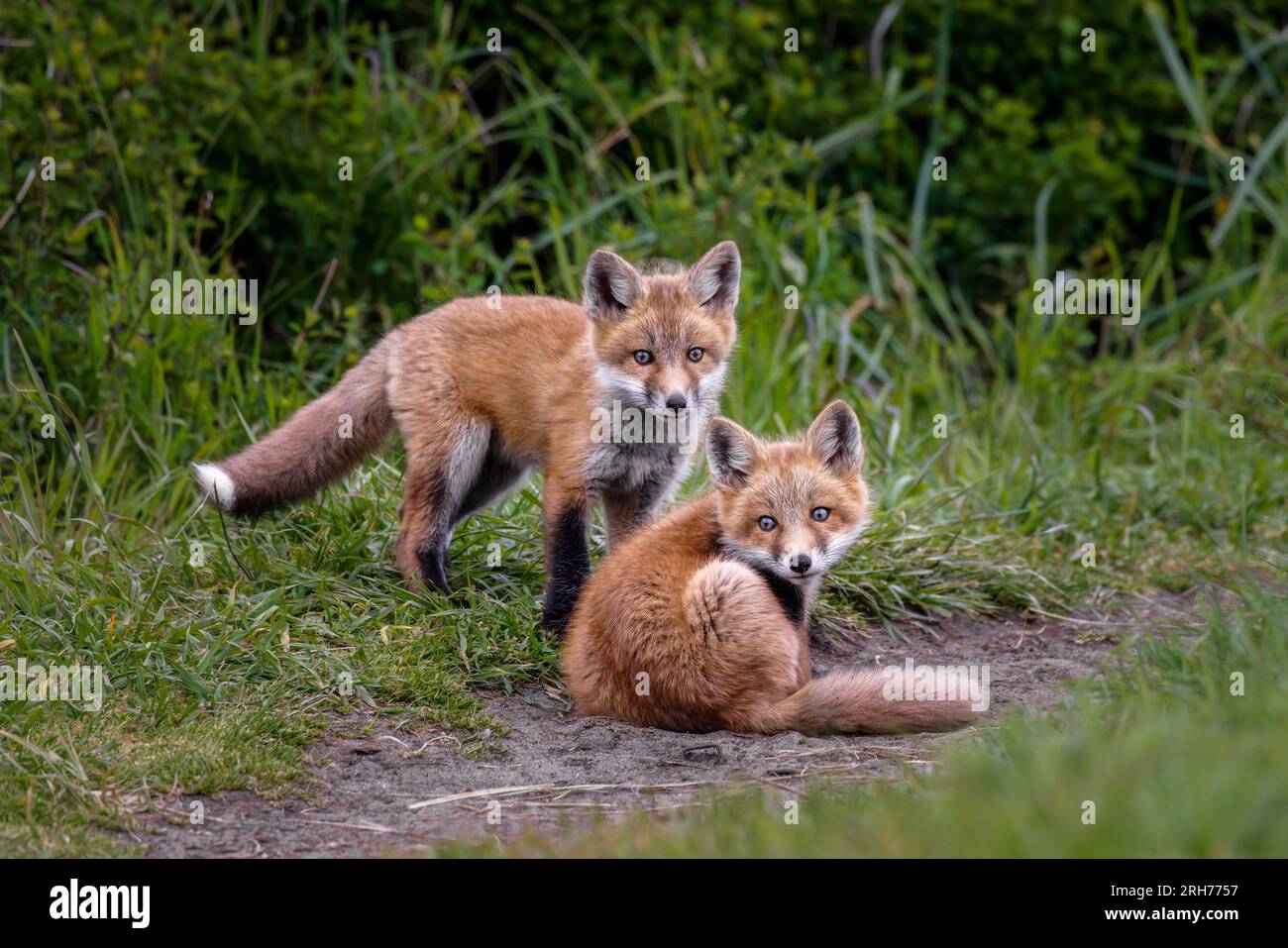 Red Fox Kits Stock Photo - Alamy