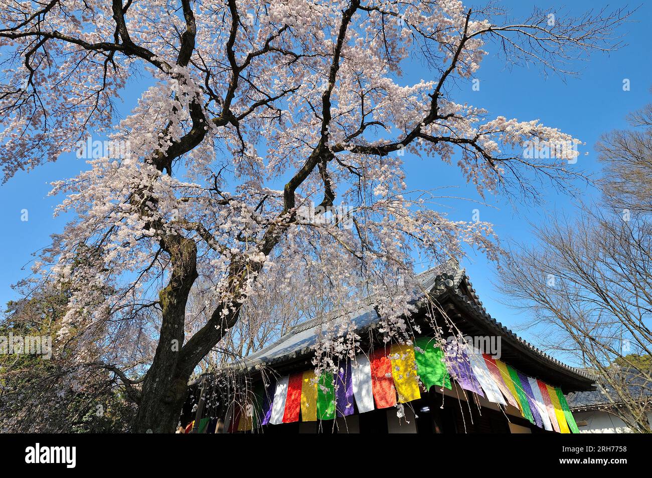 The beauty of cherry blossoms in spring at the Daigo Ji temple, Kyoto ...