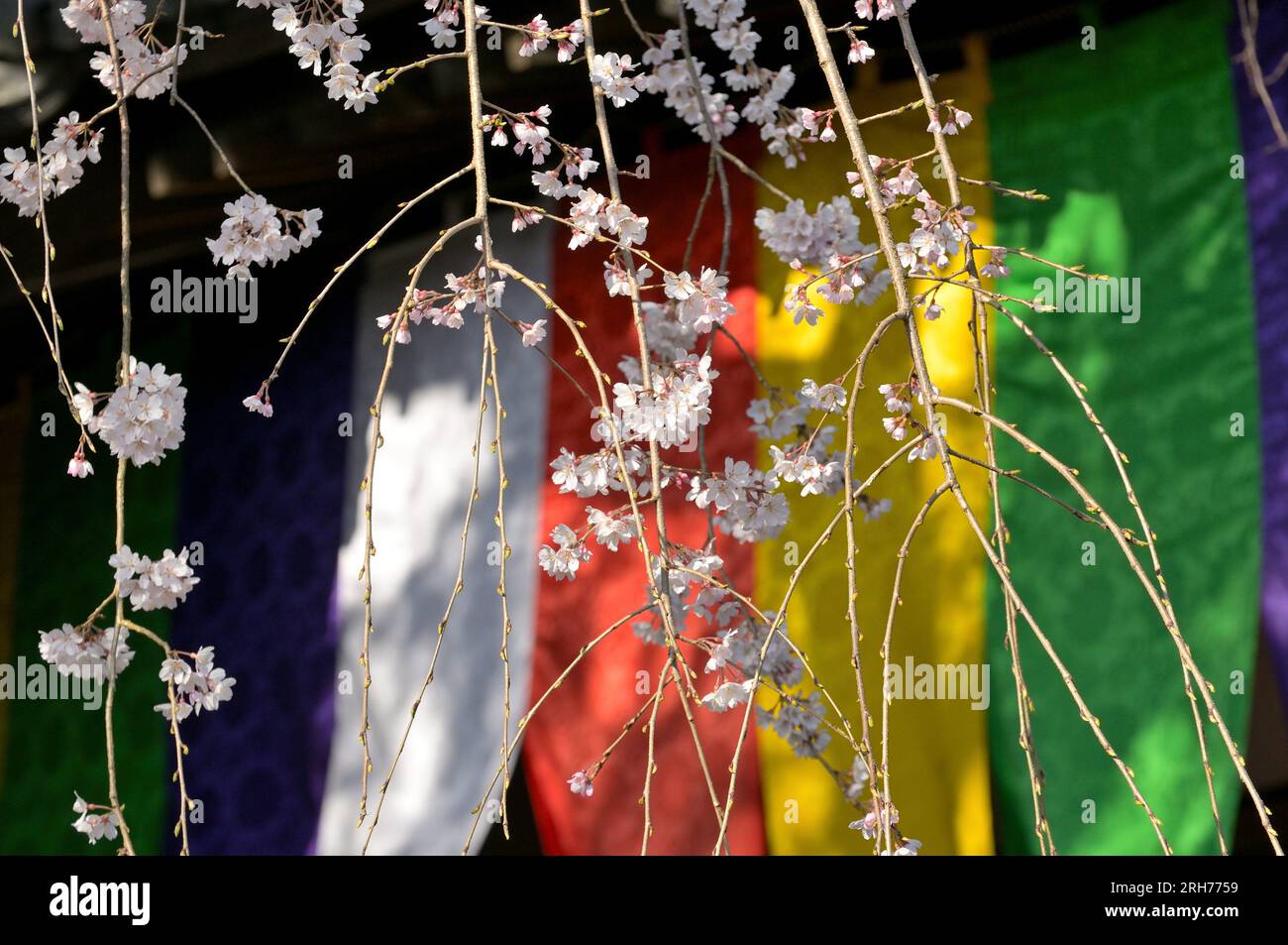 The beauty of cherry blossoms in spring at the Daigo Ji temple, Kyoto ...