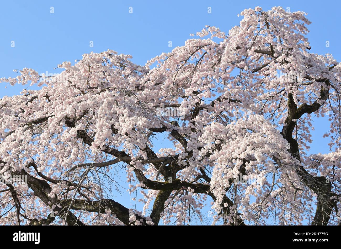 Architecture de kyoto hi-res stock photography and images - Alamy