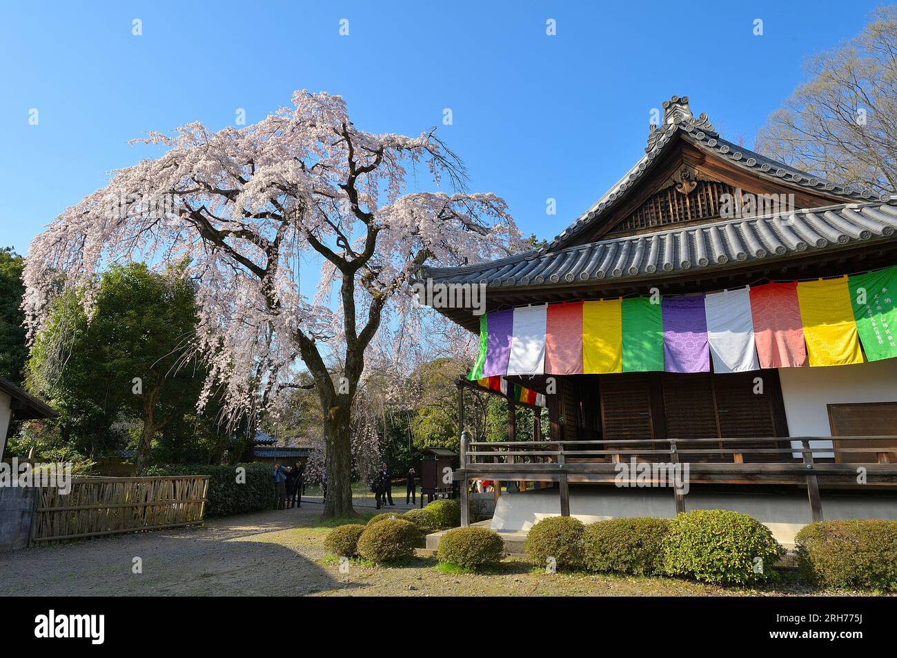 The beauty of cherry blossoms in spring at the Daigo Ji temple, Kyoto ...