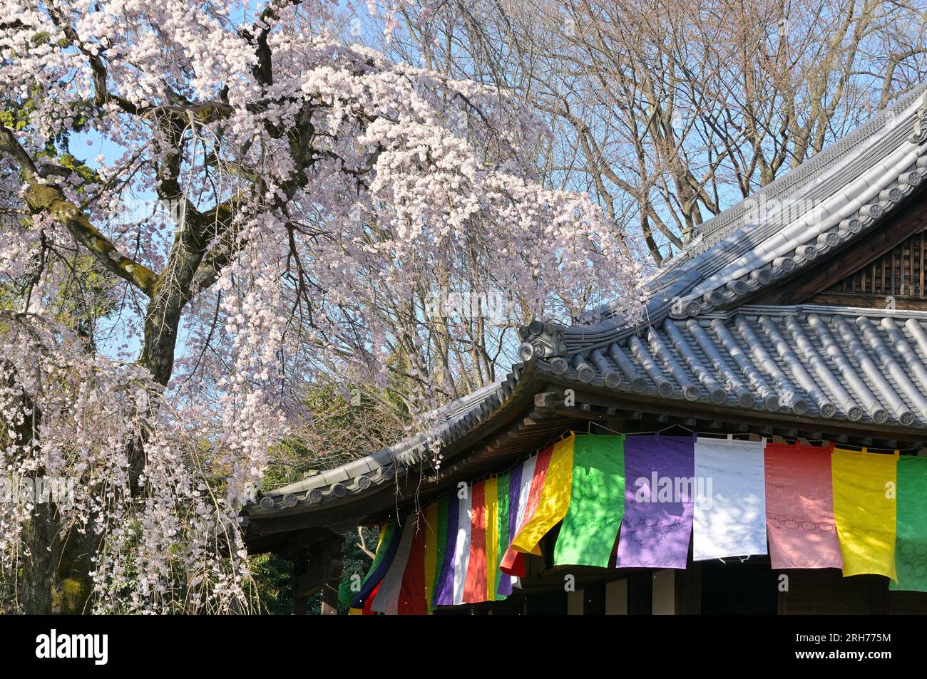 The beauty of cherry blossoms in spring at the Daigo Ji temple, Kyoto ...