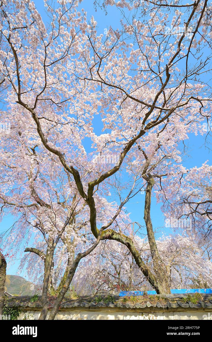 The beauty of cherry blossoms in spring at the Daigo Ji temple, Kyoto ...