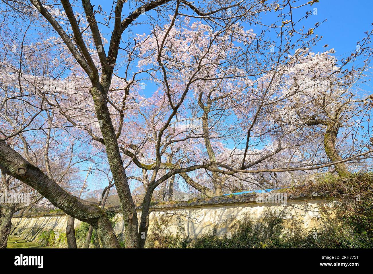 The beauty of cherry blossoms in spring at the Daigo Ji temple, Kyoto ...