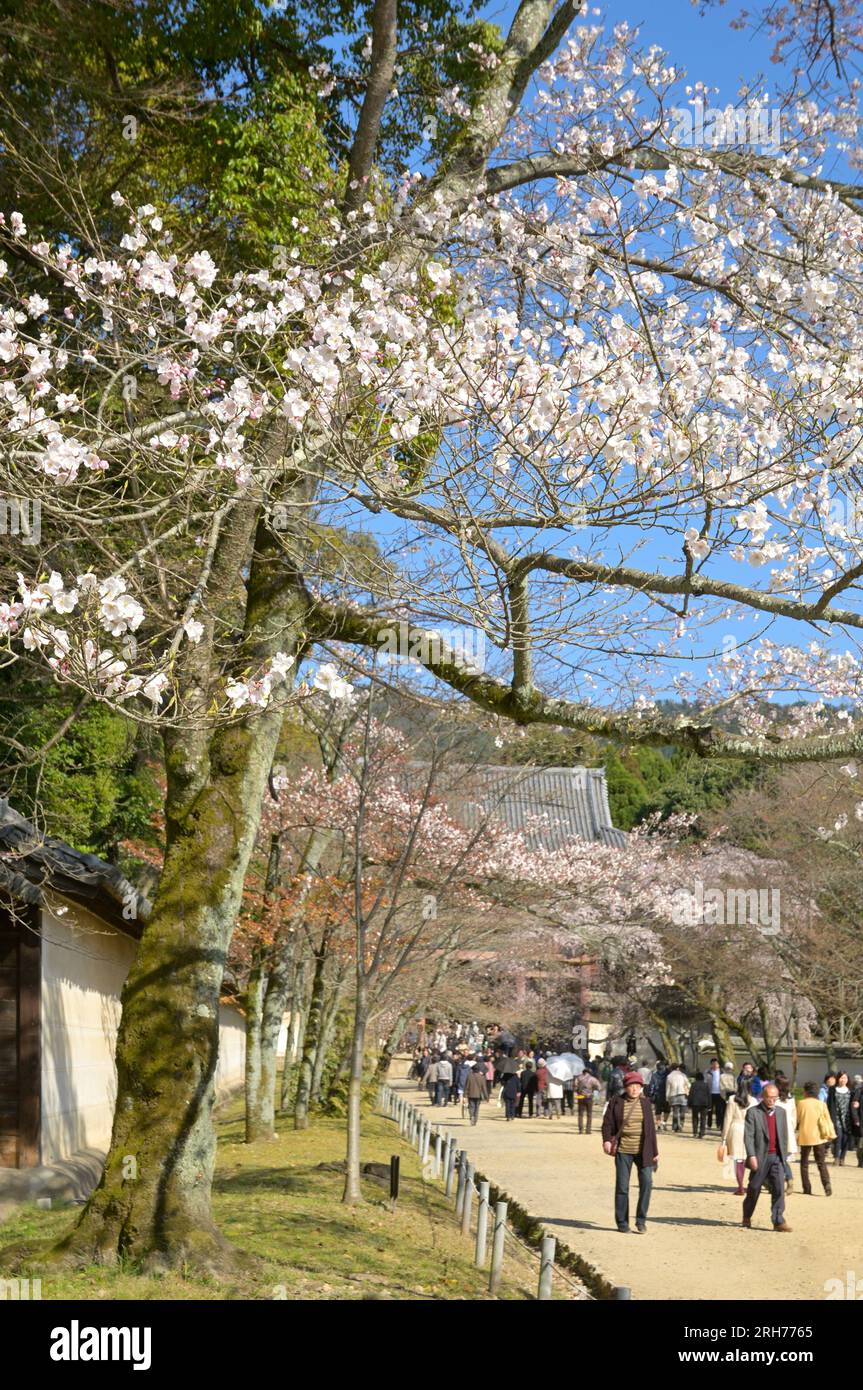 The beauty of cherry blossoms in spring at the Daigo Ji temple, Kyoto ...