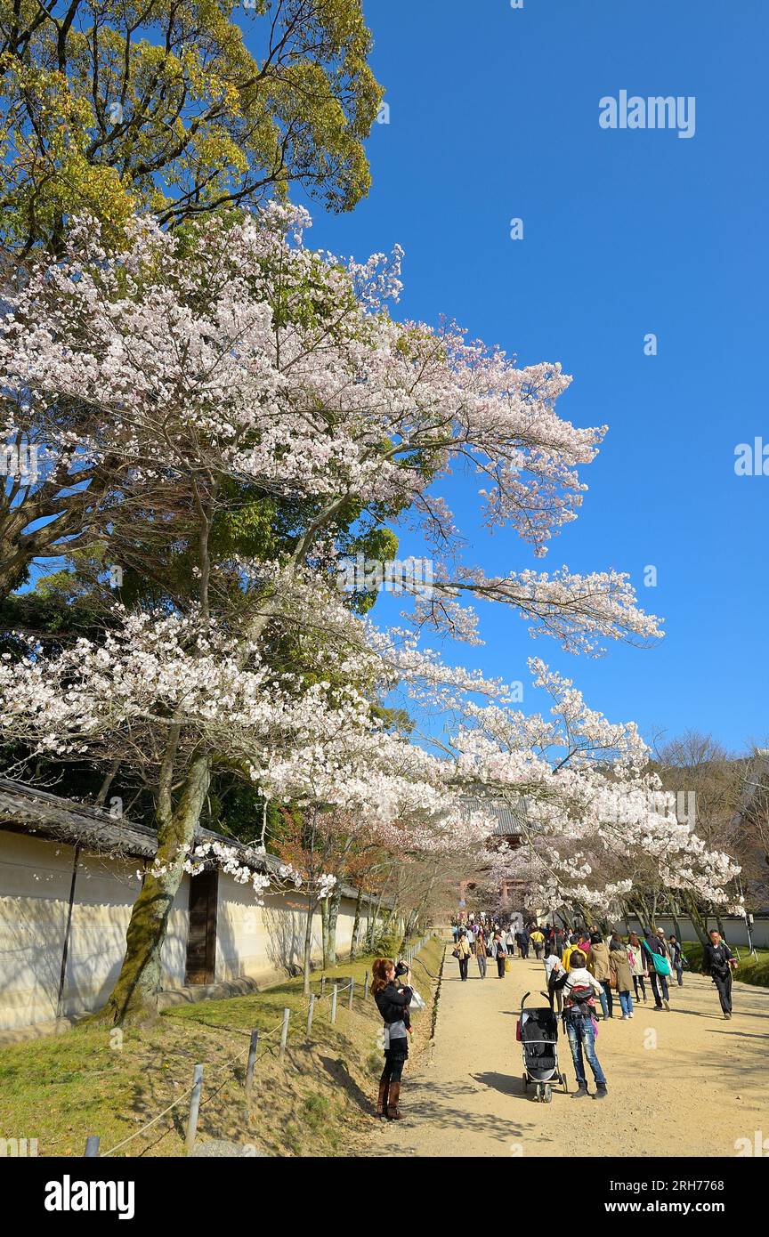 The beauty of cherry blossoms in spring at the Daigo Ji temple, Kyoto ...