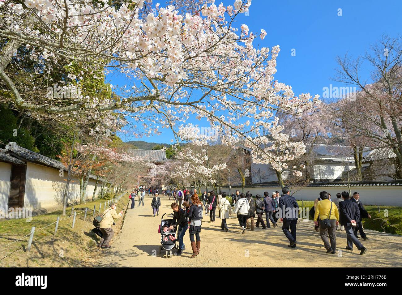 The beauty of cherry blossoms in spring at the Daigo Ji temple, Kyoto ...