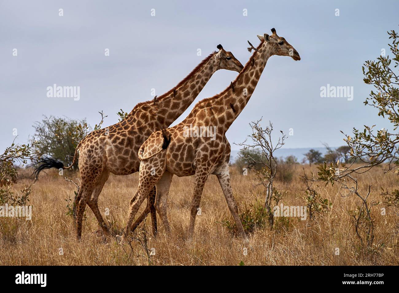Pair of walking Giraffes in Kruger National Park in South Africa Stock Photo - Alamy