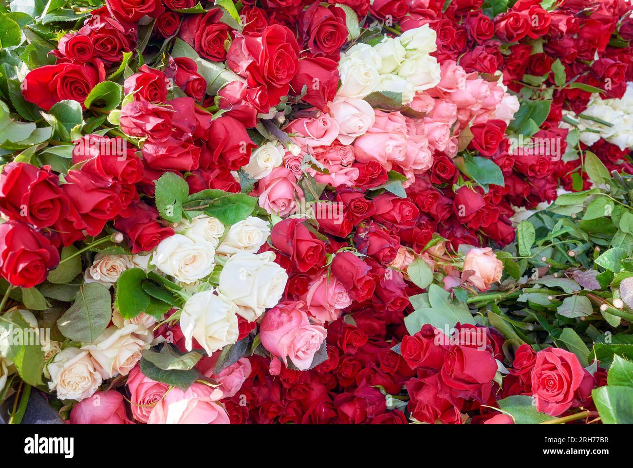 Stack of roses, nature background, selective focus, Ecuador Stock Photo ...