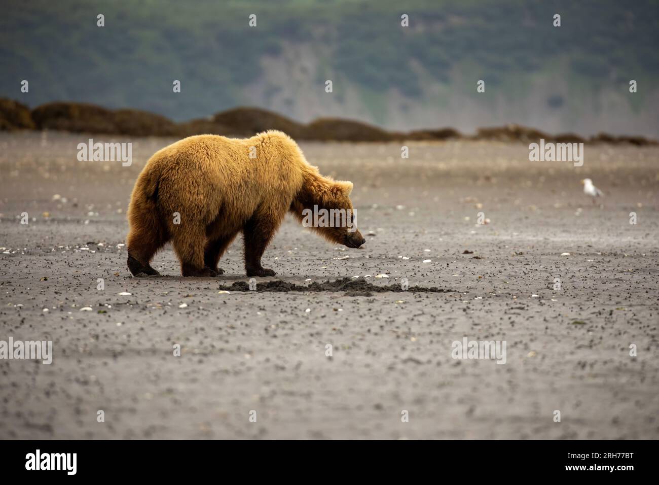 Adult brown bear digging for clams on beach of coastal Katmai National ...