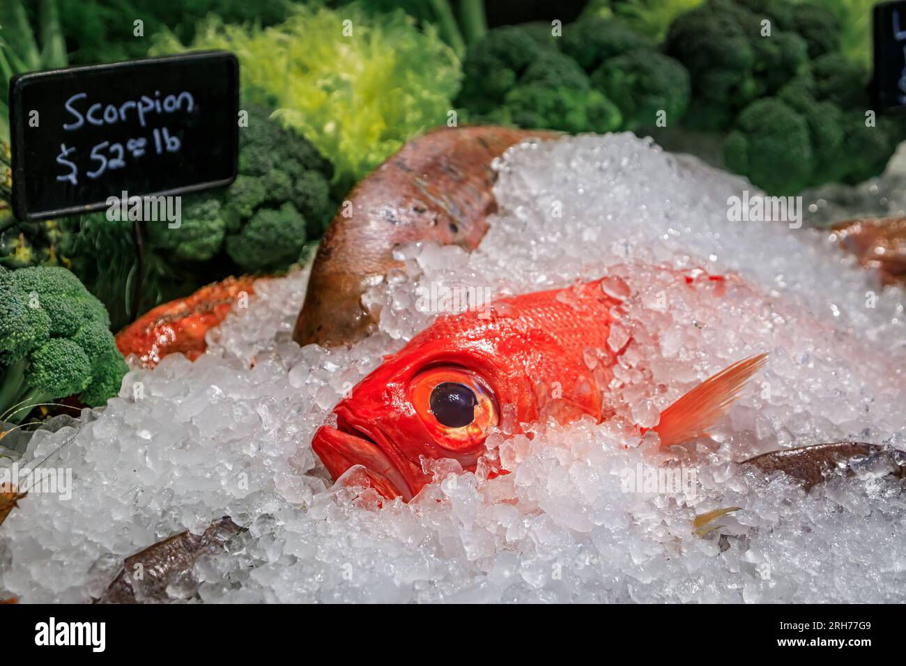 Selection of fresh raw red bigeye and scorpion fish on ice on display ...