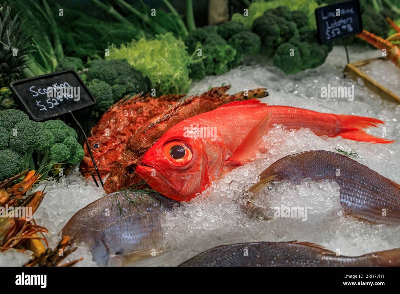 Selection of fresh raw red bigeye and scorpion fish on ice on display ...