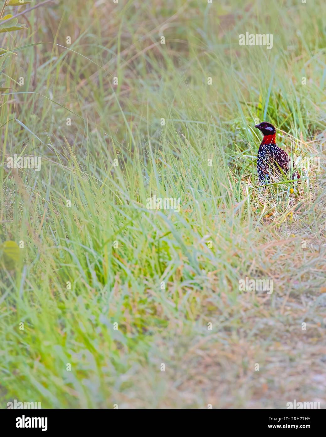 Female francolin hi-res stock photography and images - Alamy