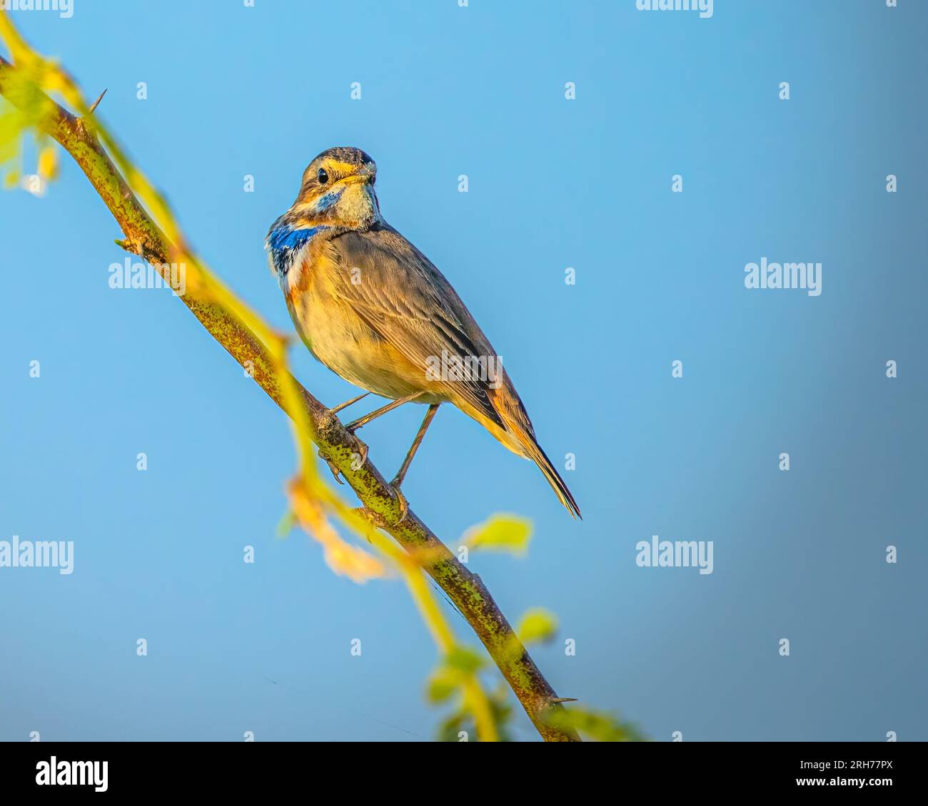A Blue throat bird looking into camera Stock Photo - Alamy