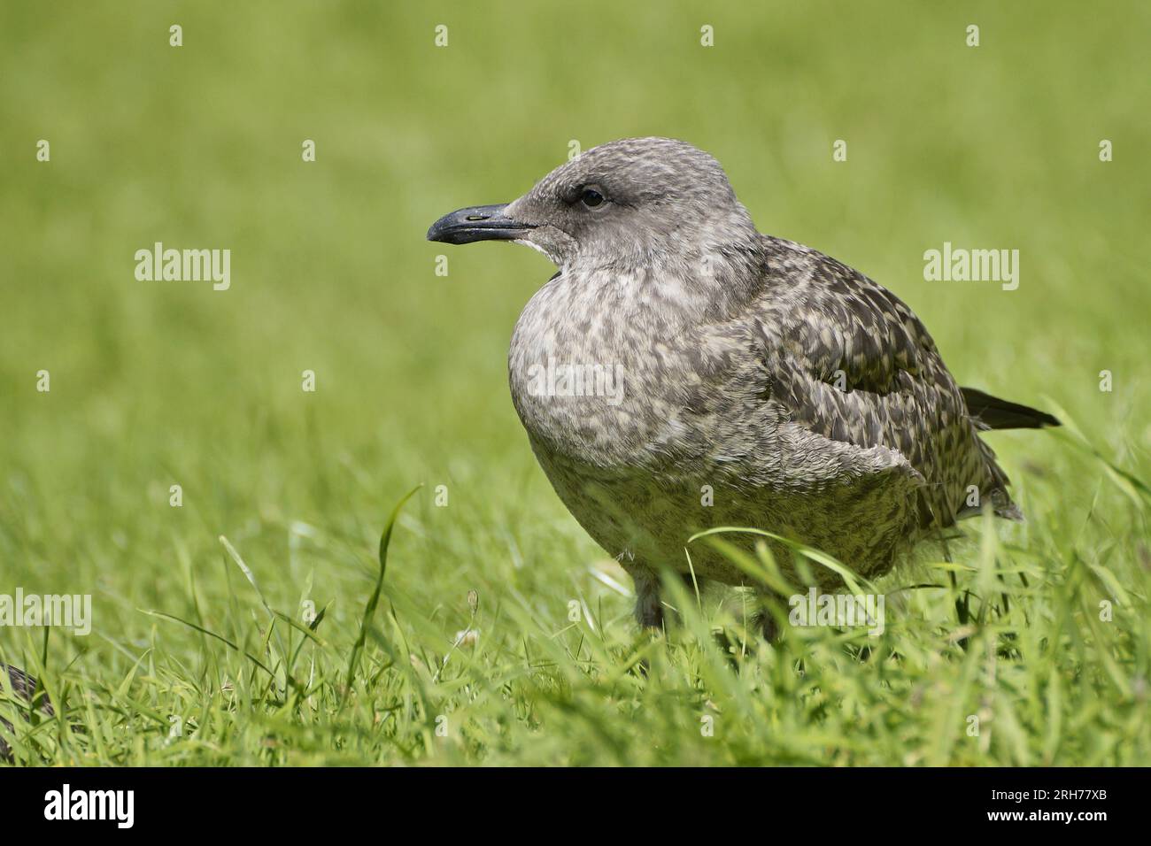 Brown gull in the green grass. Close up Stock Photo - Alamy