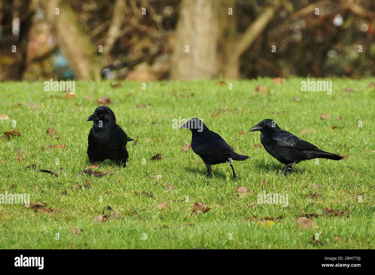 Three black ravens on green grass. Trees in background Stock Photo - Alamy