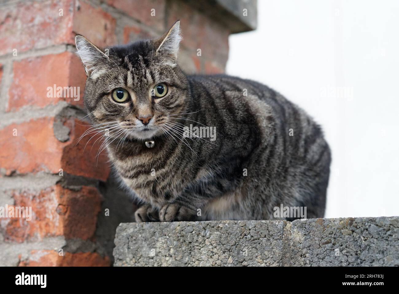 Cat sitting on the wall Stock Photo - Alamy