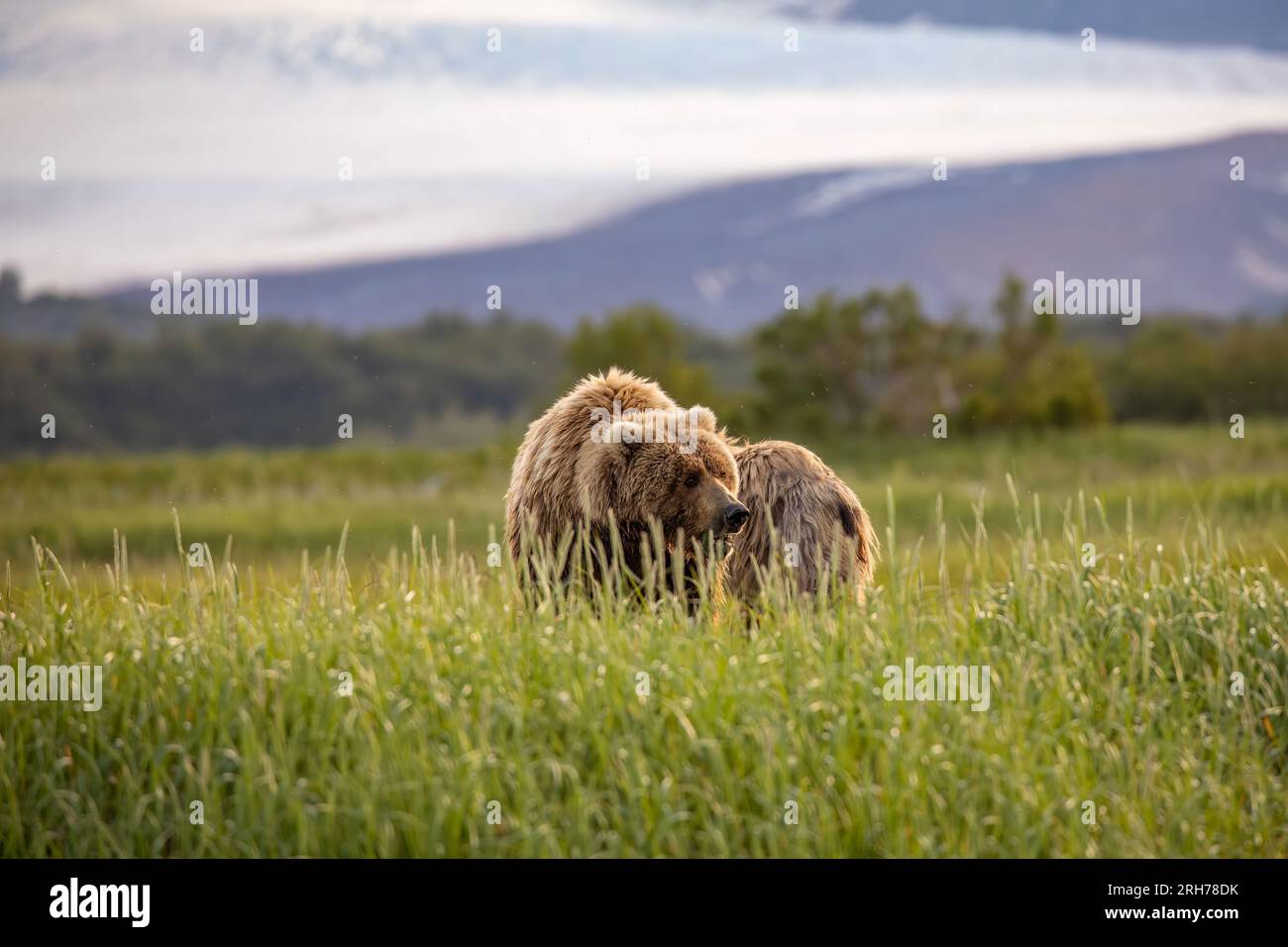 Mom and cub brown bear feeding in tall sedge grasses in meadow next to ...