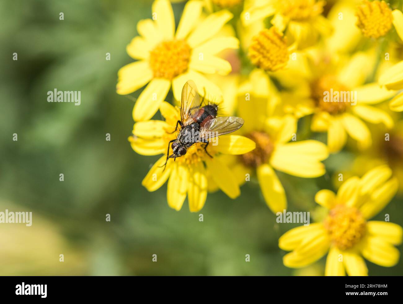 Wildlife tachinidae hi-res stock photography and images - Alamy