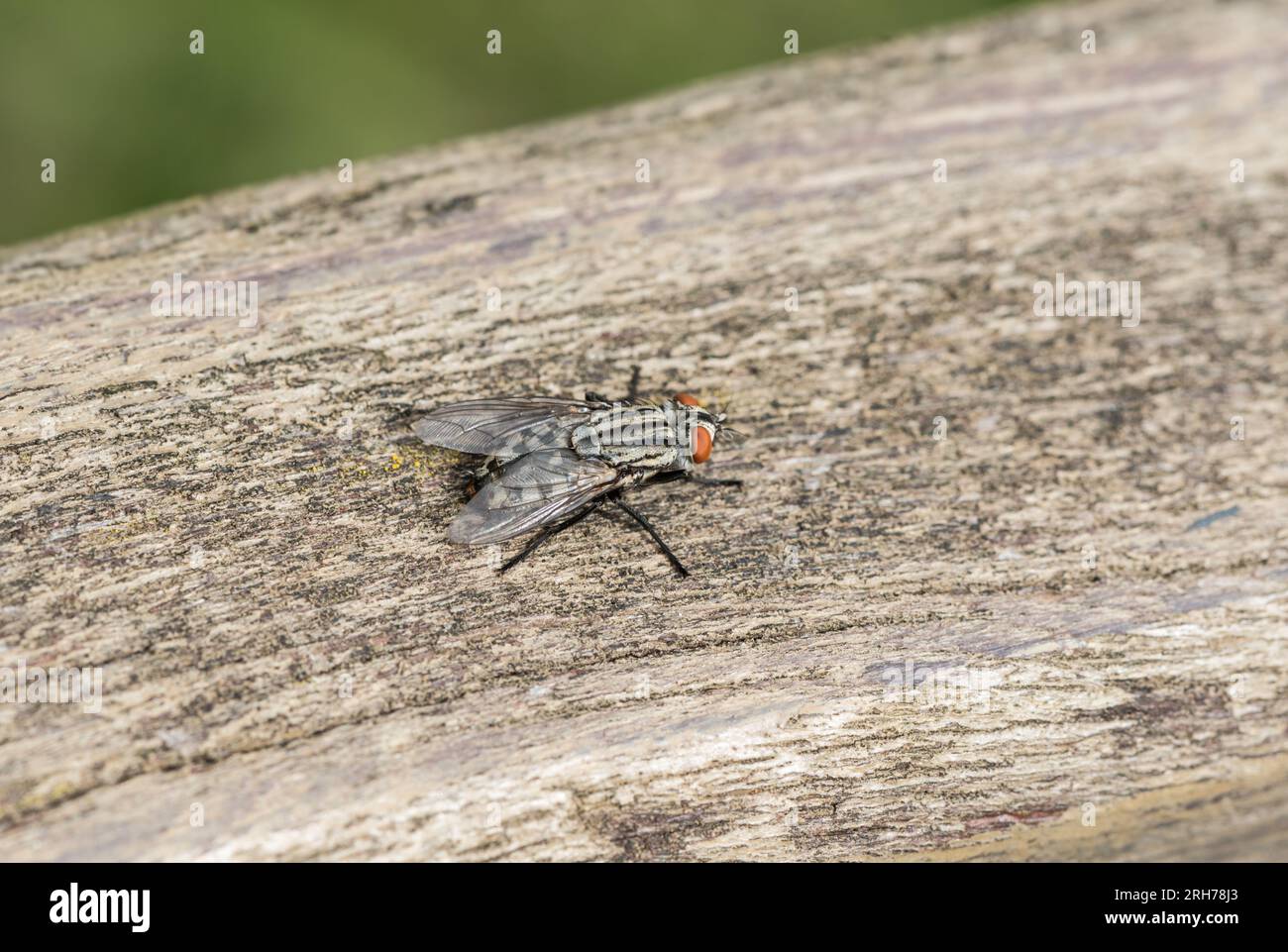 Perched Flesh Fly (Sarcophaga sp Stock Photo - Alamy