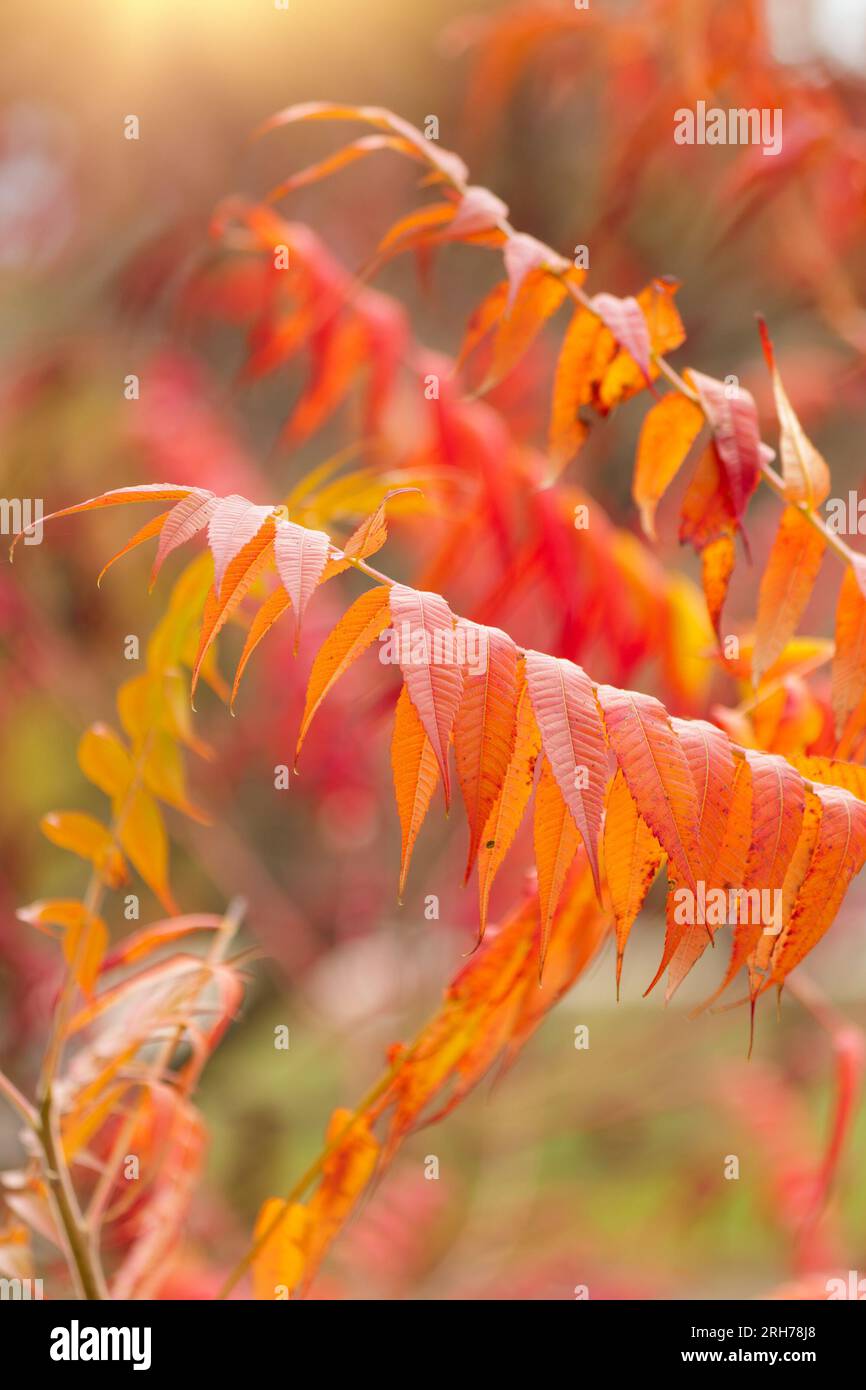 Autumn colored trees and leaves of Rhus typhina, the staghorn sumac ...