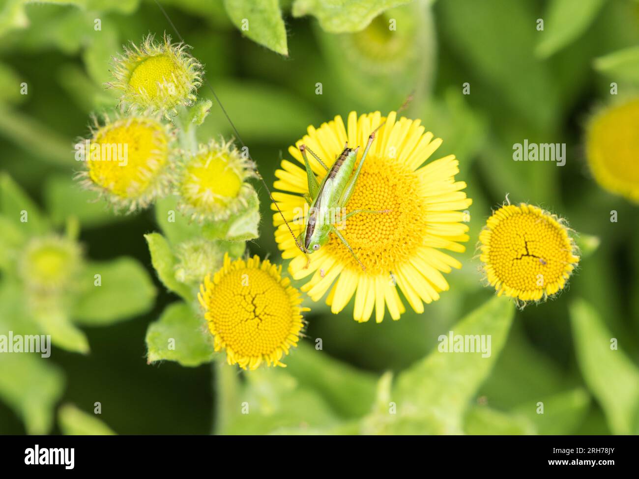 Long winged conehead cricket conocephalus discolor hi-res stock ...