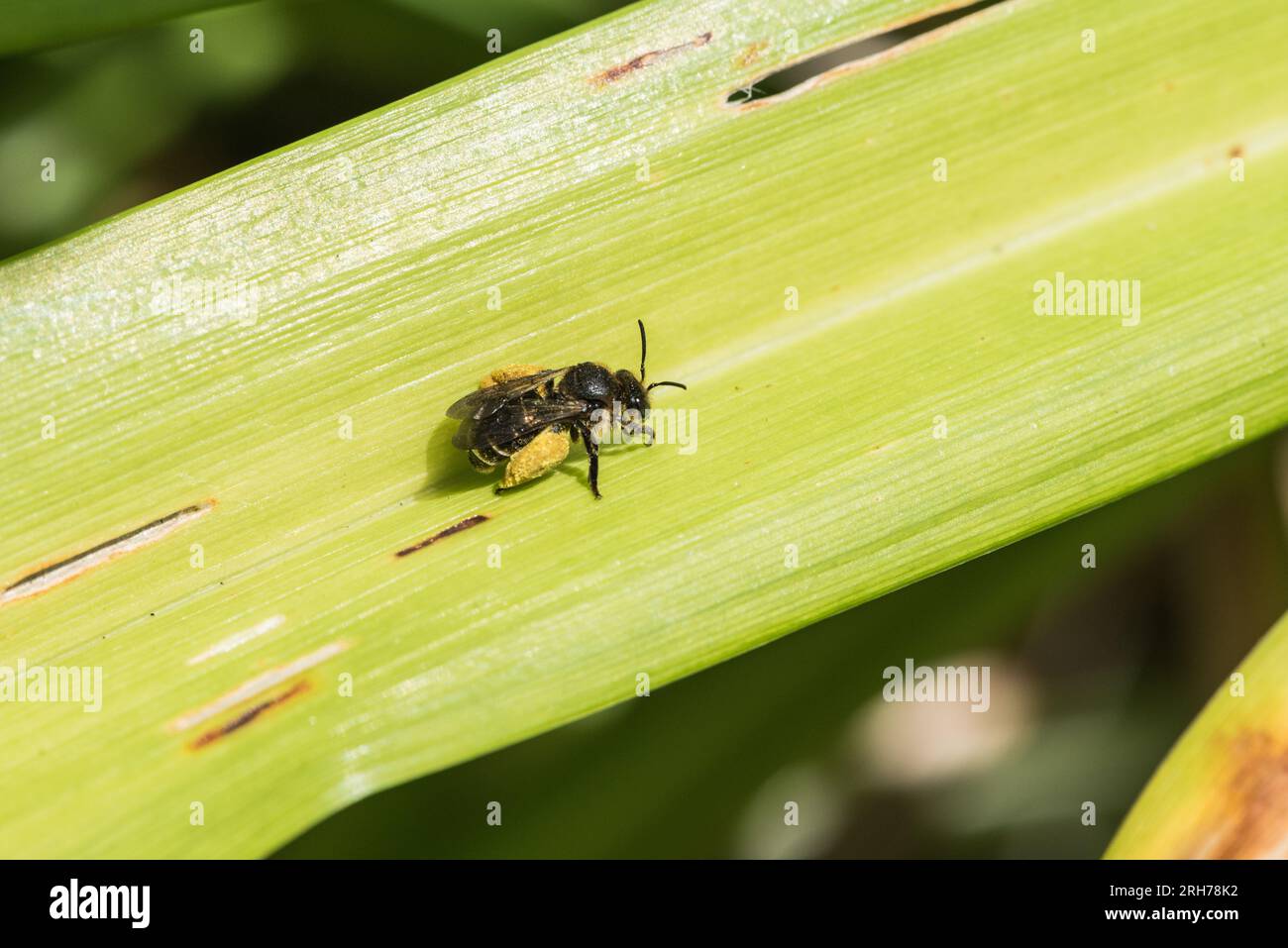 Resting Yellow Loosestrife Bee (Macropis europaea Stock Photo - Alamy
