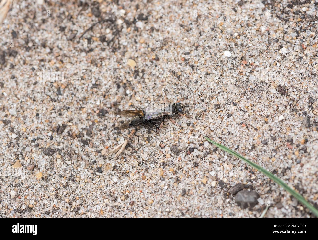 A Common Spiny Digger Wasp (Oxybelus uniglumis) with a fly, prey for it ...