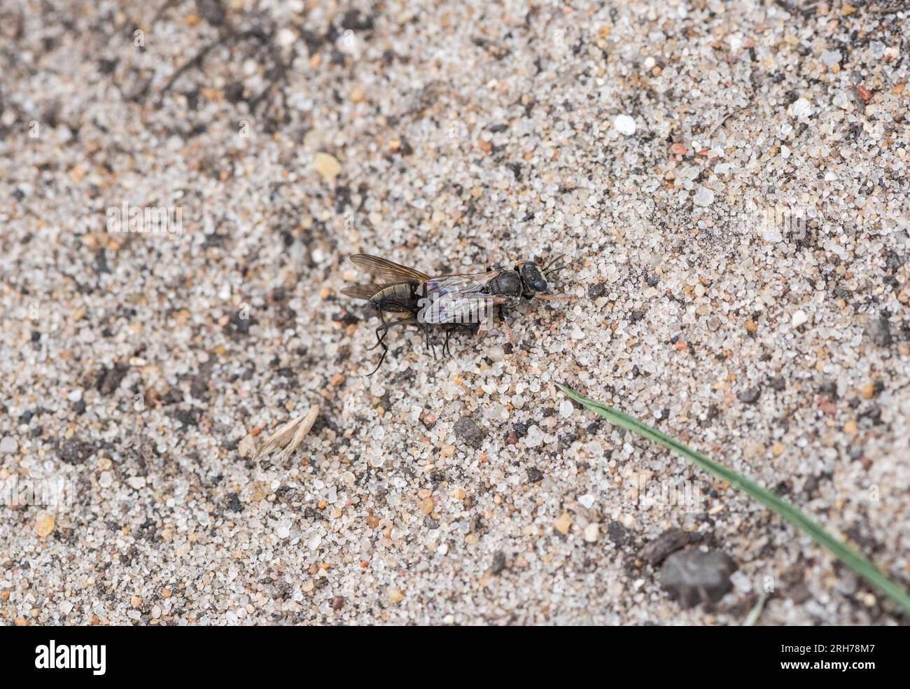 A Common Spiny Digger Wasp (Oxybelus uniglumis) with a fly, prey for it ...