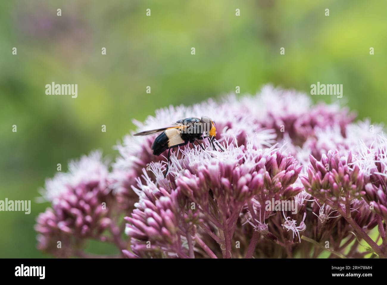 Feeding Pellucid Hoverfly (Volucella pllucens Stock Photo - Alamy
