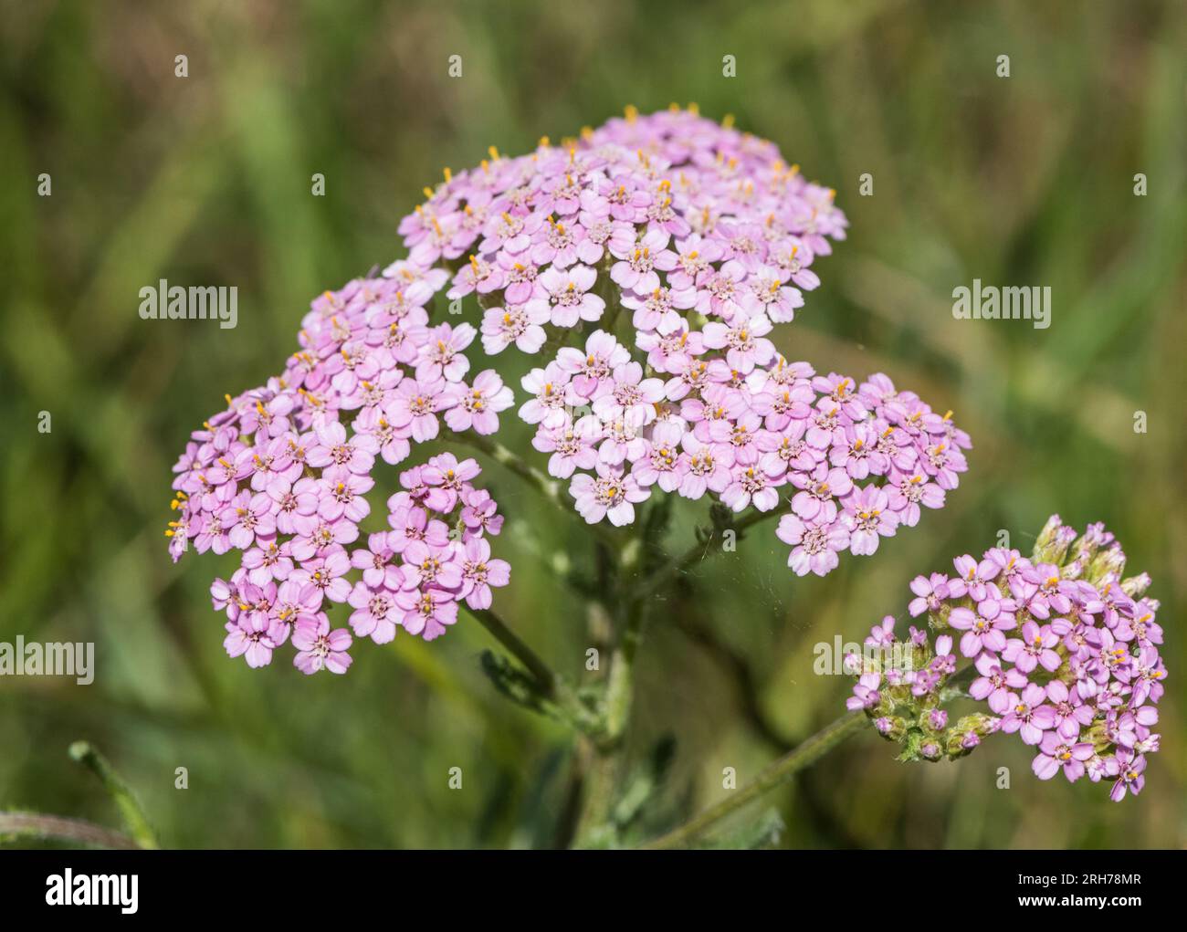 Flowers of Yarrow (Achillea millefolium Stock Photo - Alamy