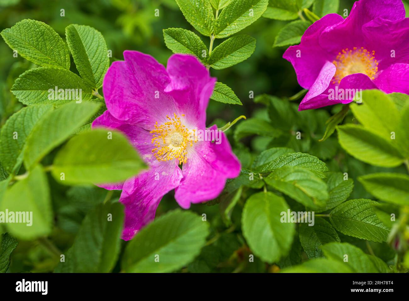 A rose is either a woody perennial flowering plant of the genus Rosa ...