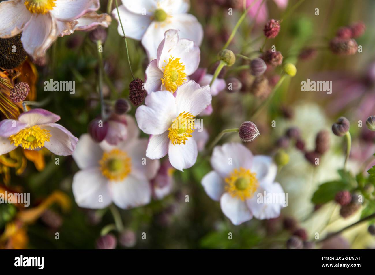 Pink Anemone hupehensis (commonly known as the Chinese or Japanese ...