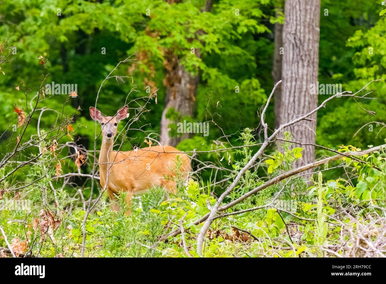 Whitetail deer doe hi-res stock photography and images - Alamy