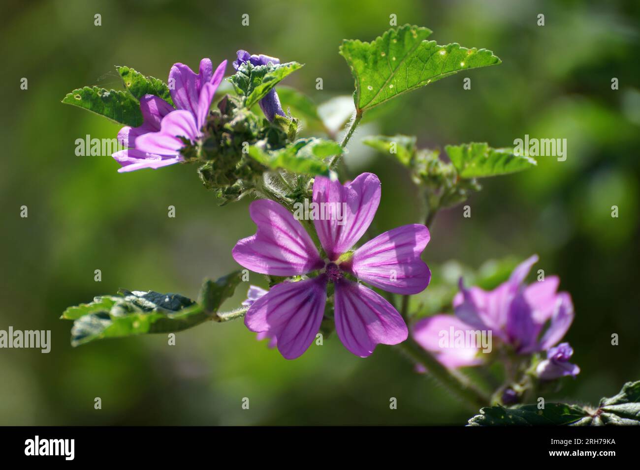 Flowers and leaves of tall mallow (Malva sylvestris). Close-up view ...