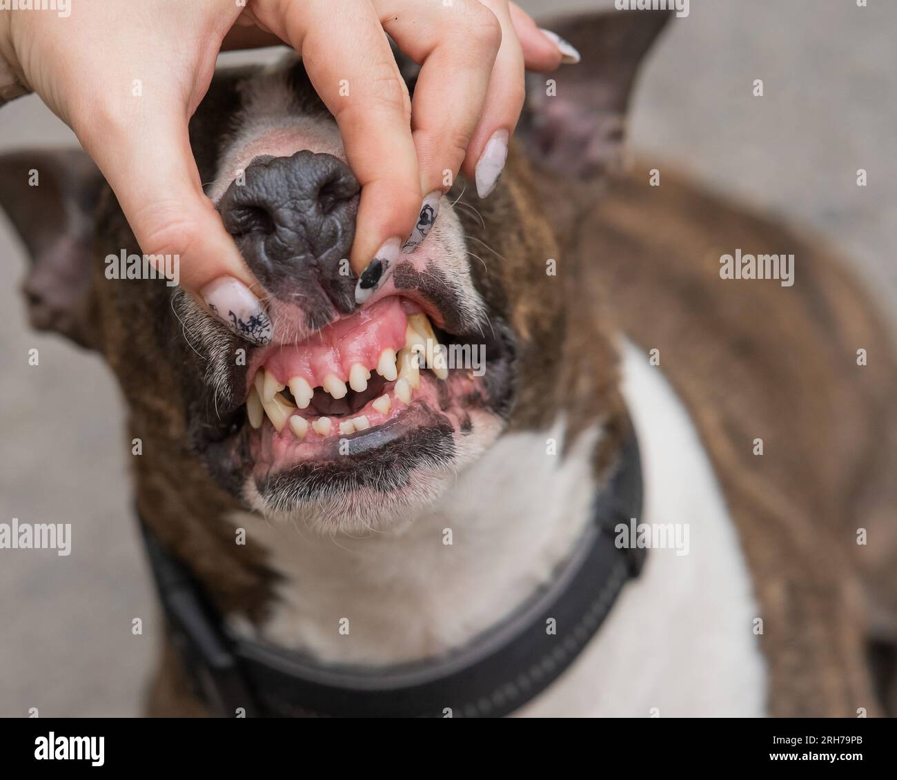 The owner holds the muzzle of a bull terrier showing teeth on a walk ...