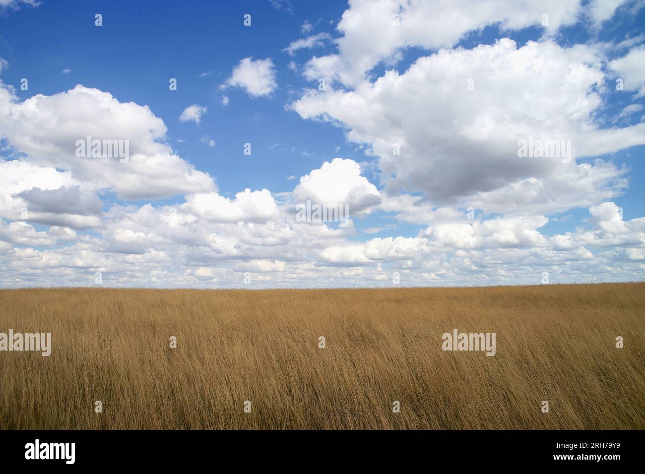 Clear picture with yellow grass and cloudy sky. England Cotswolds Stock ...