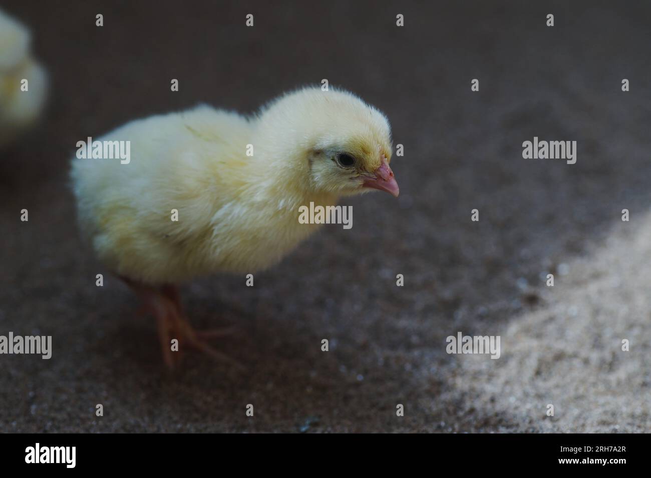 Yellow newborn chicken in the hatchery. On the sand Stock Photo - Alamy