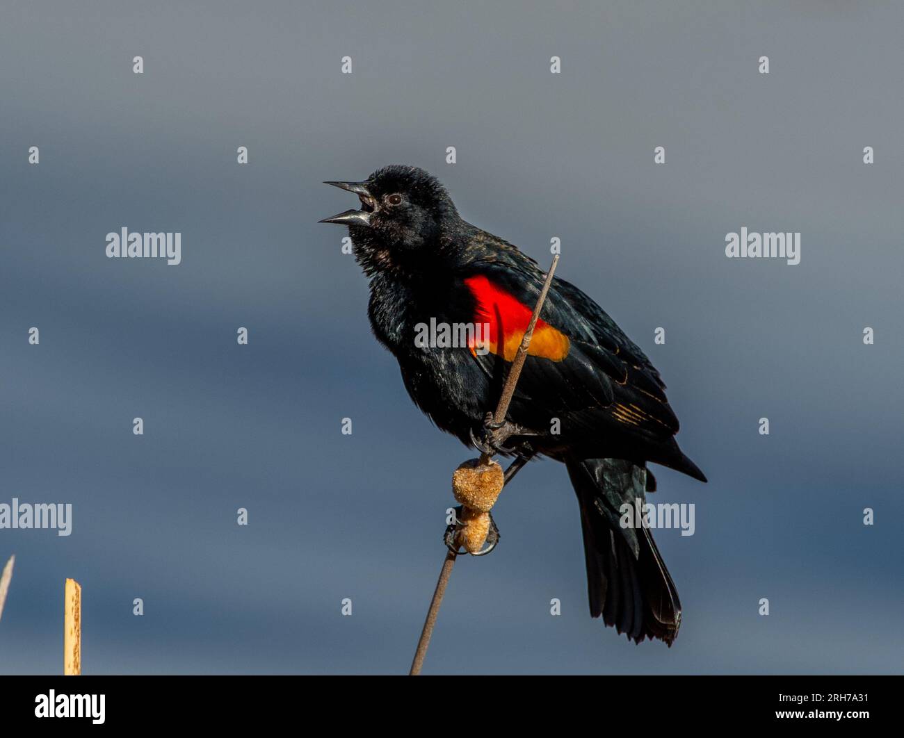 A beautiful male Red-winged Blackbird proclaims that he is the king of ...