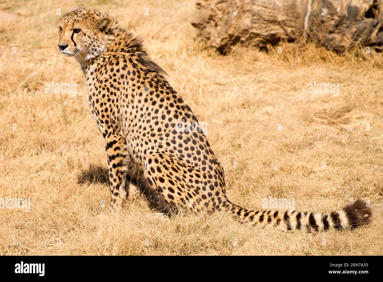 Cheetah in the bush hi-res stock photography and images - Alamy