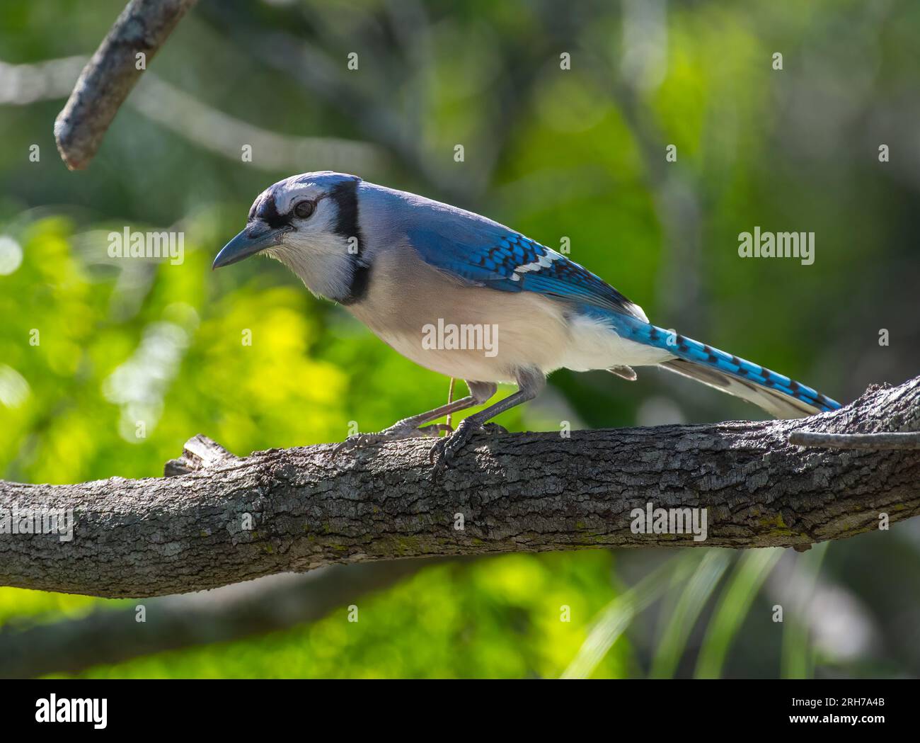 A beautiful Blue Jay (Cyanocitta cristata) photographed in spring in a ...