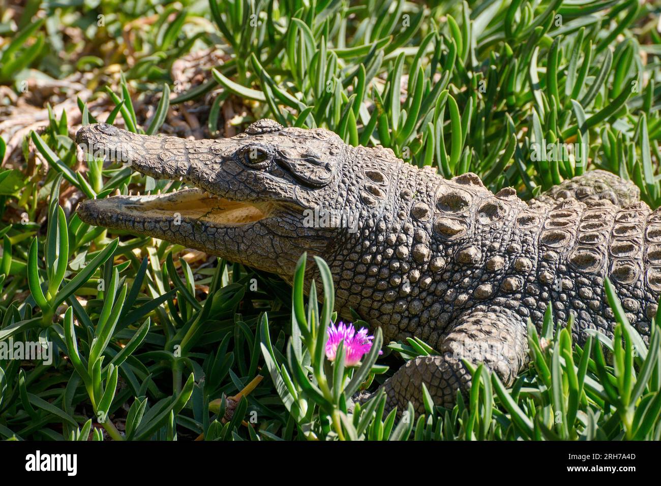 Amazing Wild Nile Crocodile in South Africa Stock Photo - Alamy