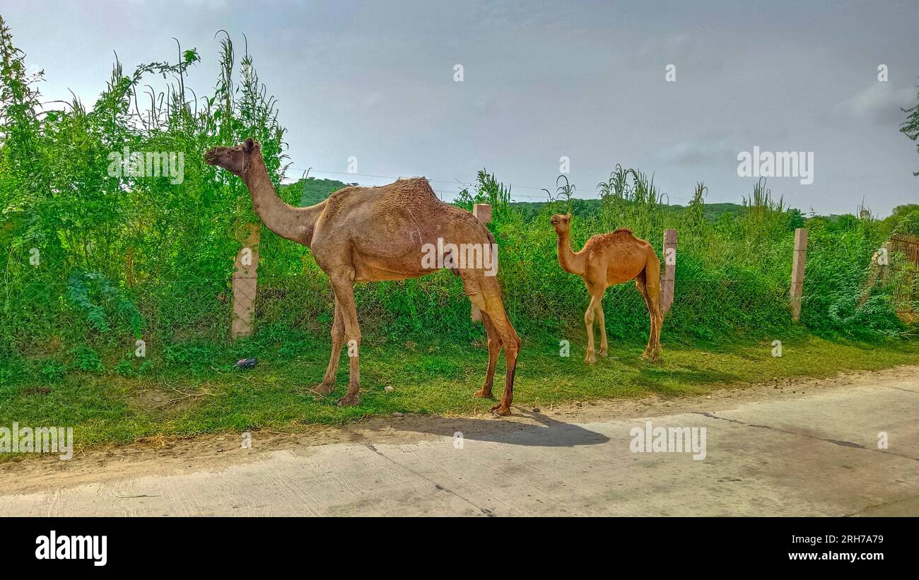 Beawar, Rajasthan, India, August 14, 2023: Camel with baby eats green ...