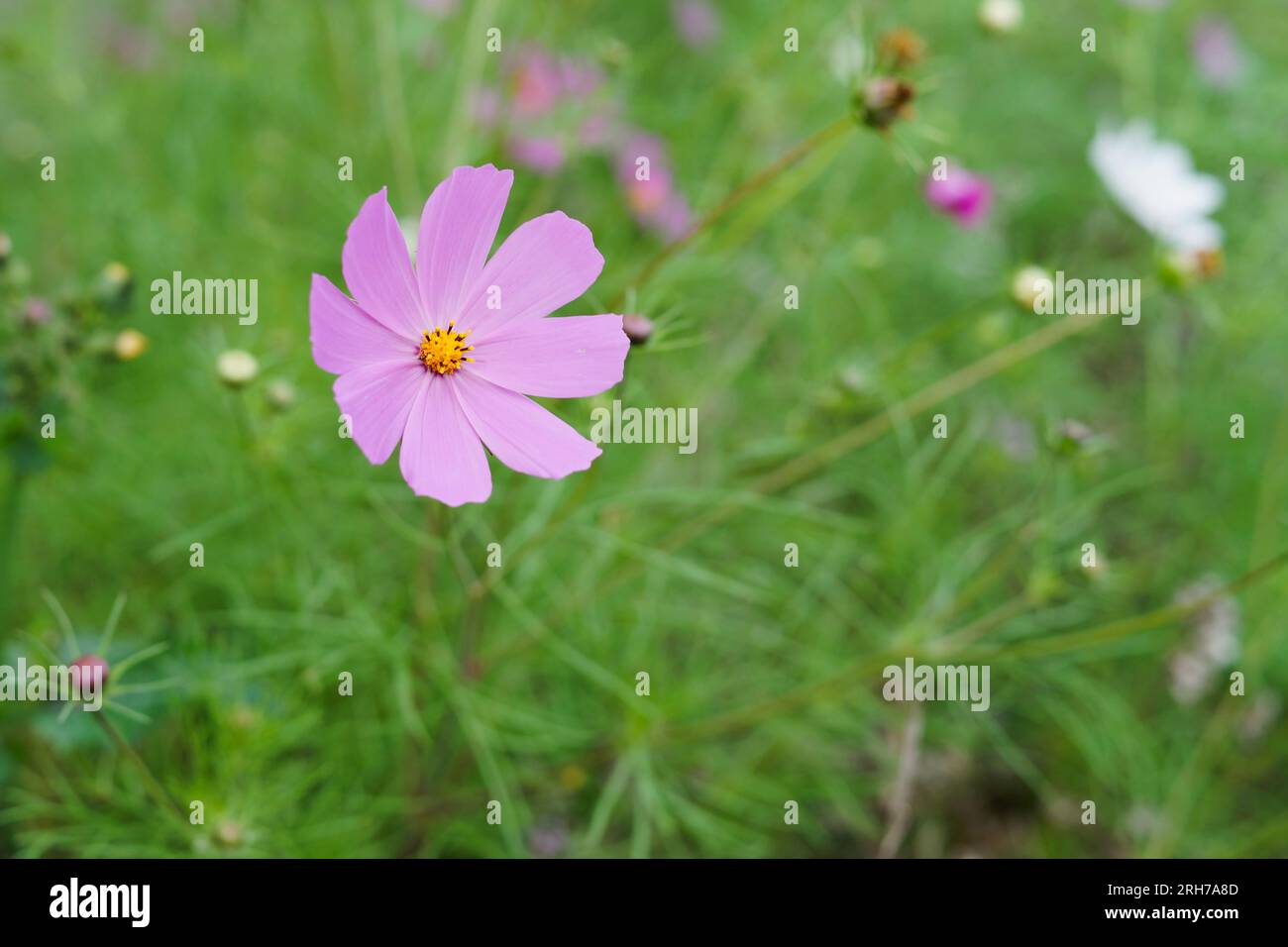 Wildflower Cosmos. Pink bloom. Green meadow at background Stock Photo ...