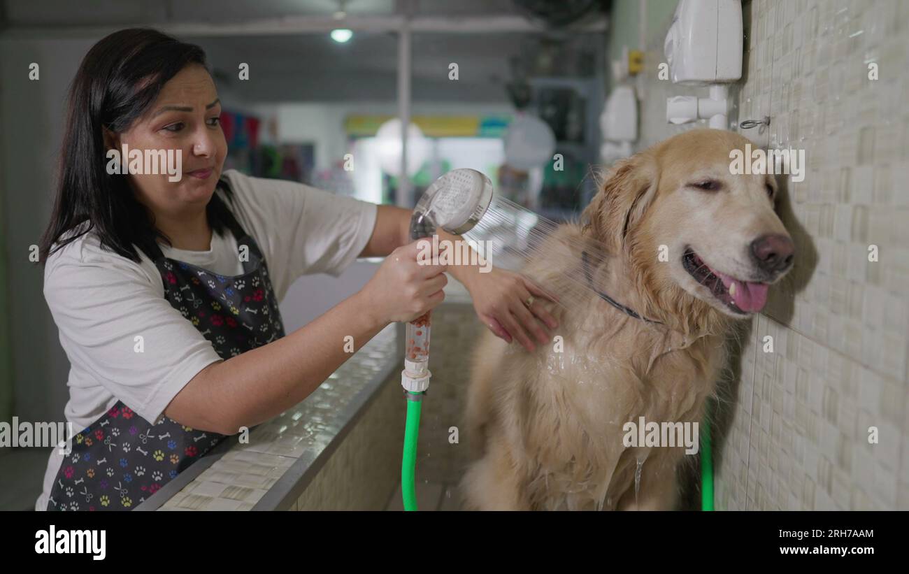 Small Business Owner of Pet shop bathing Large Golden Retriever Dog ...